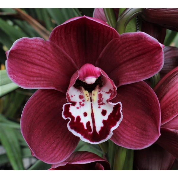 CYMB T R KER MERLOT (59704-77103) - FloraXchange