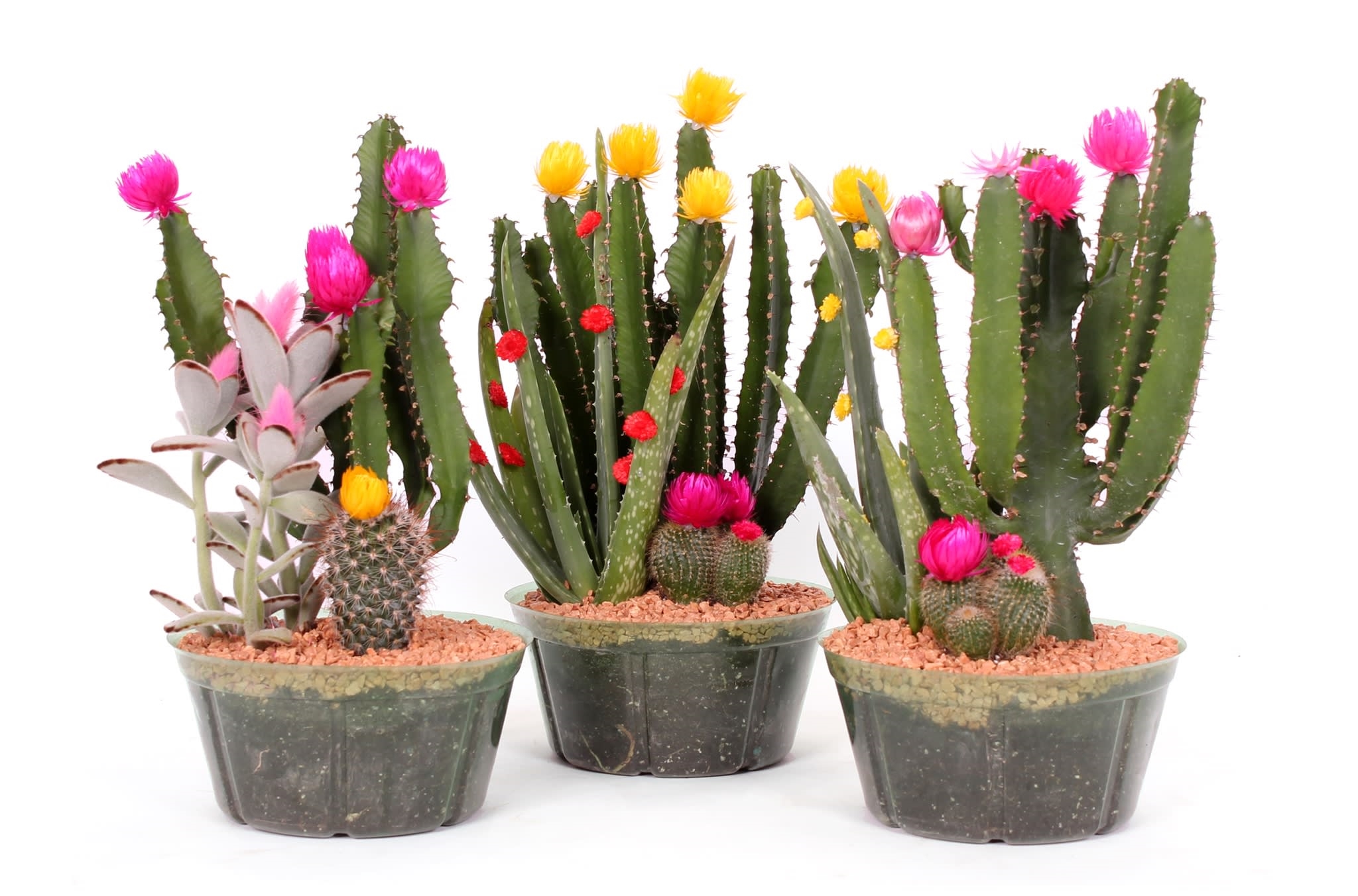 Cactus compo fiesta 17 cm (MT127) - FloraXchange