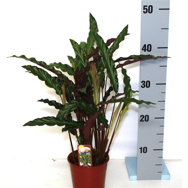 Calathea Elger Grass (3450) - FloraXchange