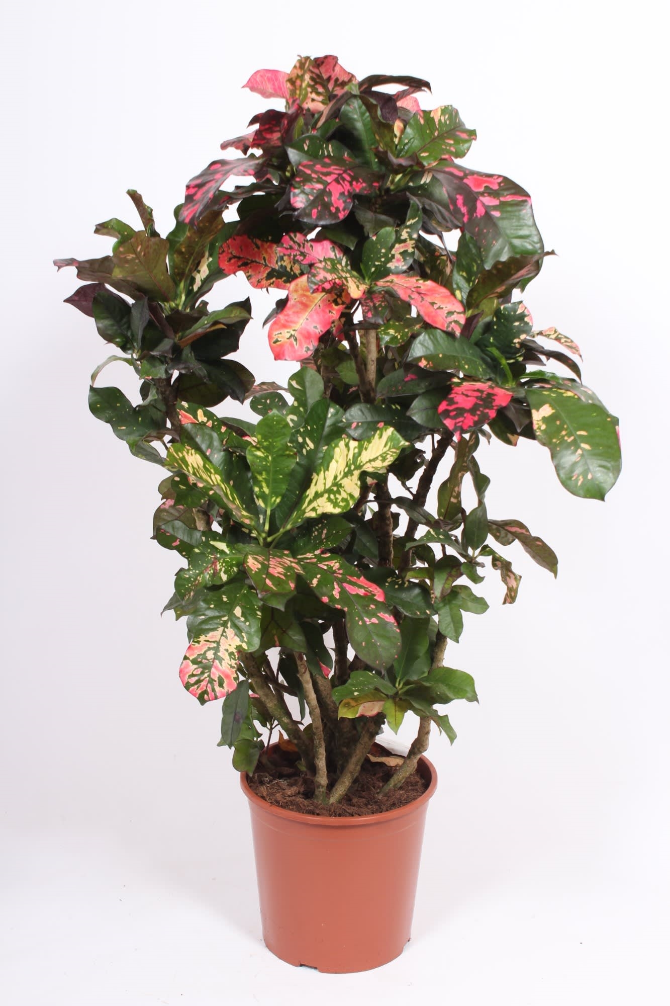 Codiaeum Magnificent (Croton Magnificent) (CrMag30Vt) - FloraXchange
