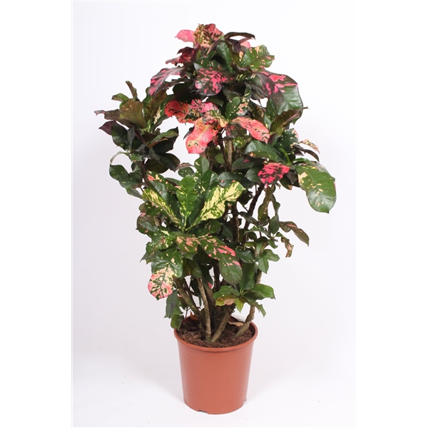 Codiaeum Magnificent (Croton Magnificent) (CrMag30Vt) - FloraXchange
