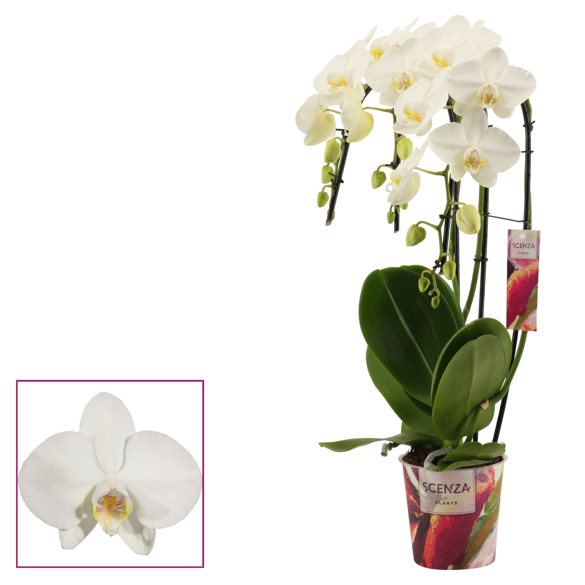 Phalaenopsis triple cascade wit (Scenza) (PTWSA) - FloraXchange