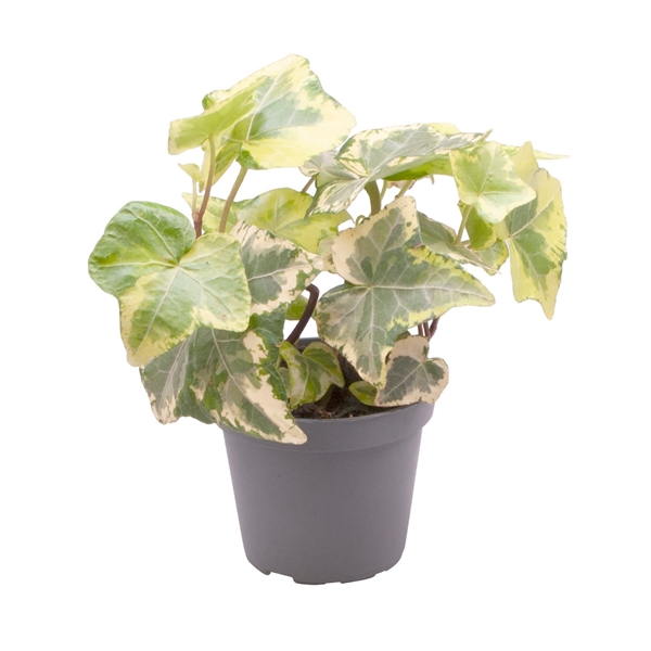 Hedera Helix Yellow (6245) - FloraXchange