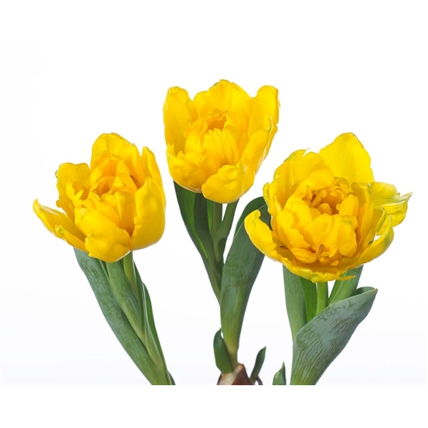 Tulp Yellow Baby 12 cm (Yellow 12-cm) - FloraXchange