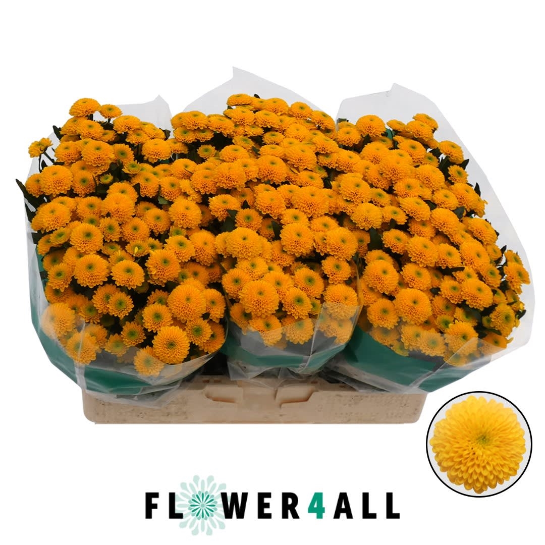 CHR Santini aurinko (SAN.AURINKO) - FloraXchange