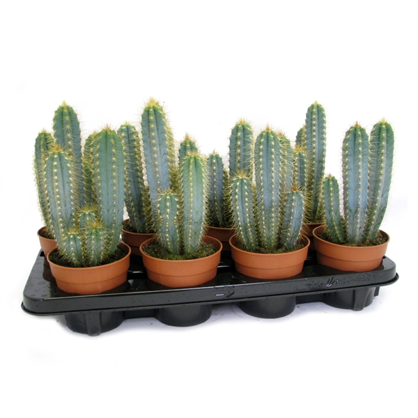 Pilocereus azureus 12 cm (AZUR12) - FloraXchange