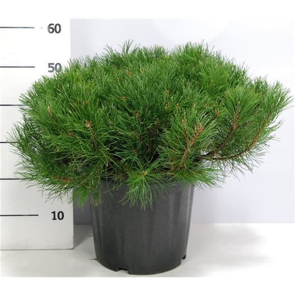Pinus mugo 'Mughus' (10205369) - FloraXchange