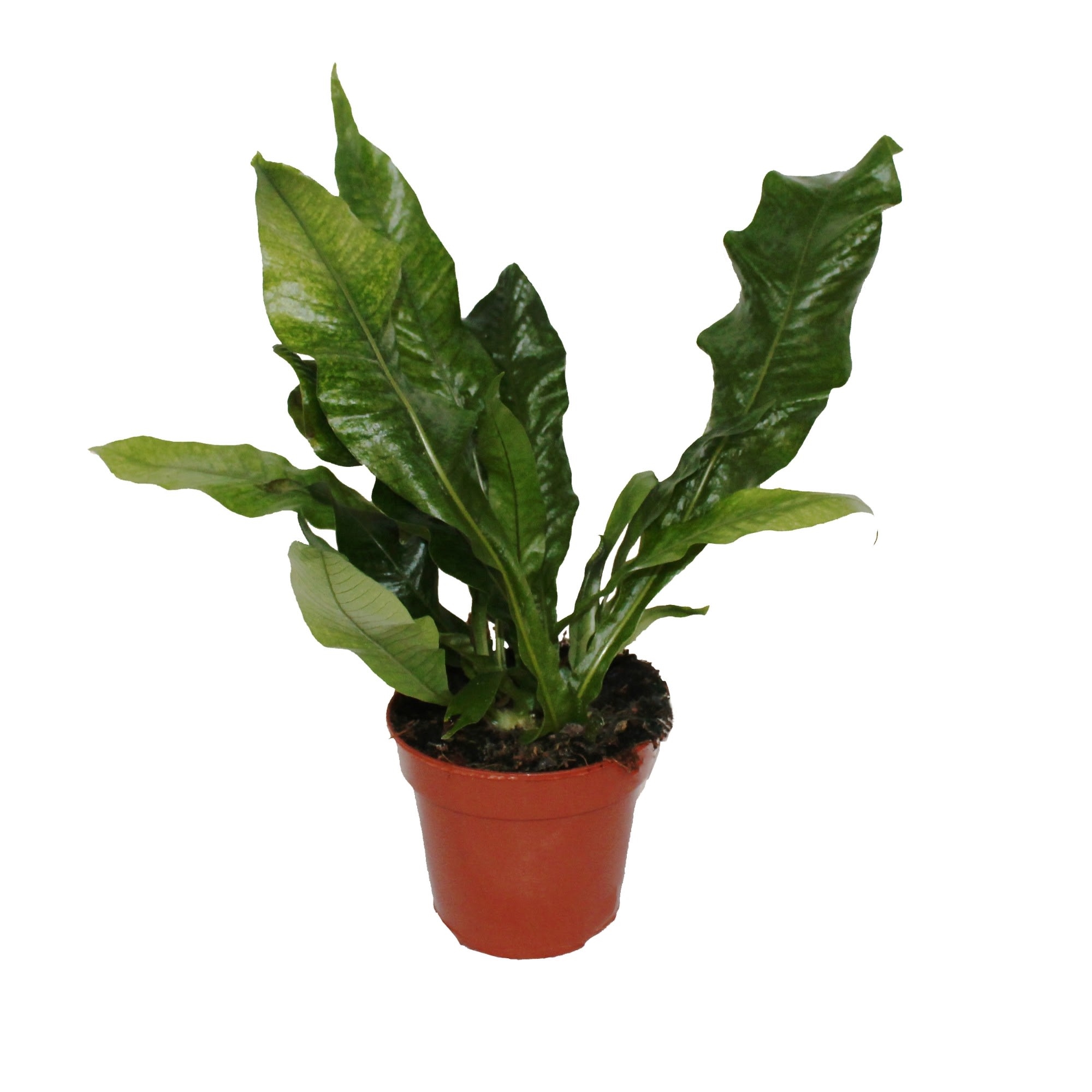 Aglaomorpha Coronans "Snake Leaf" (AGLAOMC12) - FloraXchange