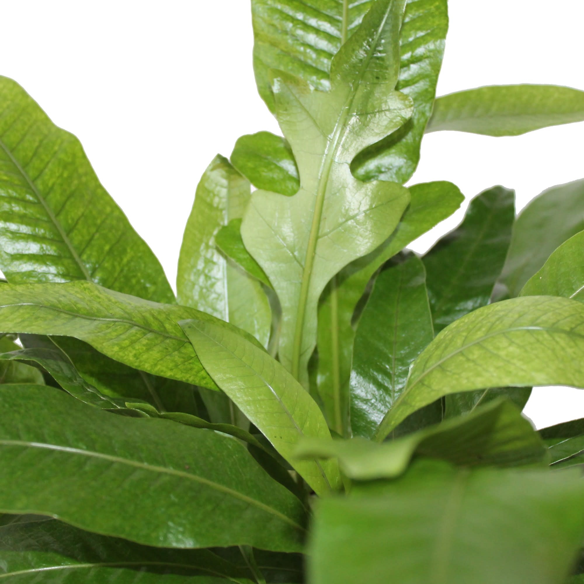 Aglaomorpha Coronans 'Snake Leaf' (AGLAOMC17) - FloraXchange