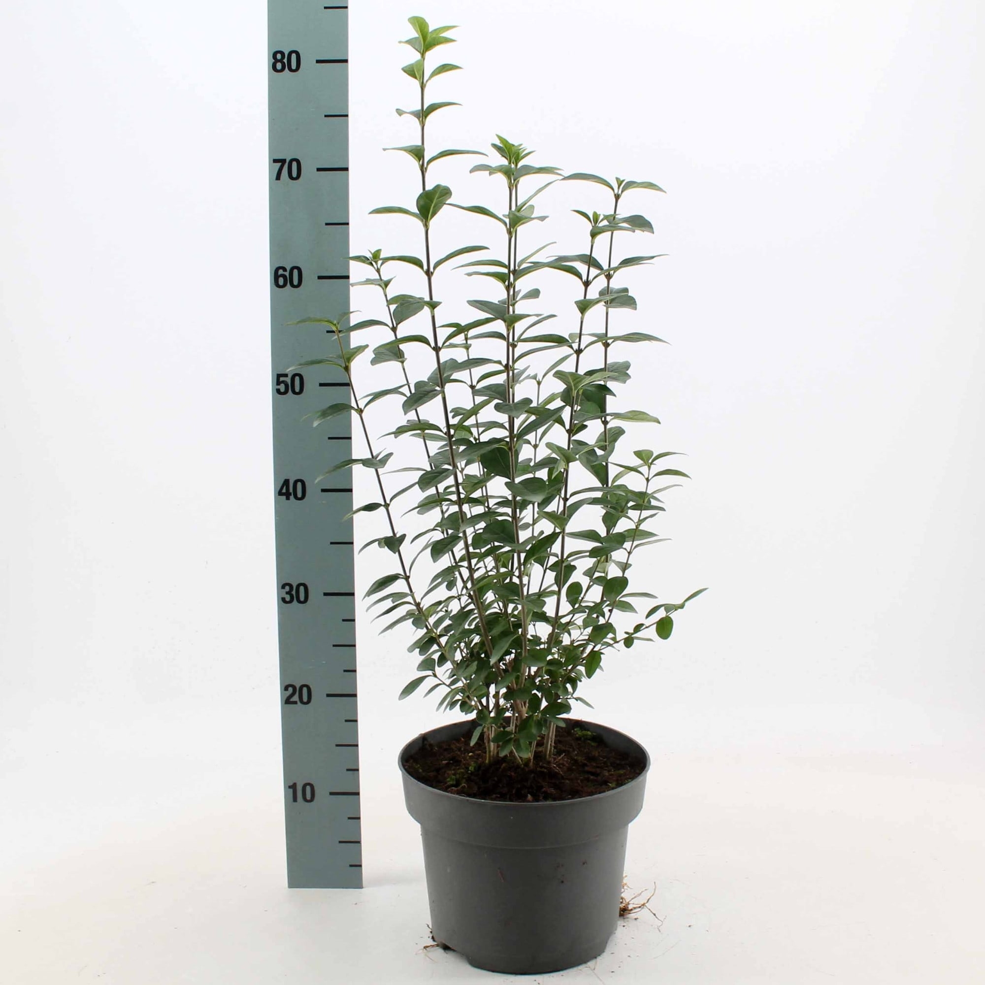 Ligustrum ovalifolium C5 (LIOVA) - FloraXchange