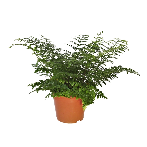 Asplenium Parvati (AP14) - FloraXchange