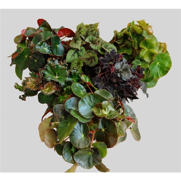 Begonia BotaniX MiX 14cm (BEGMIX14) - FloraXchange