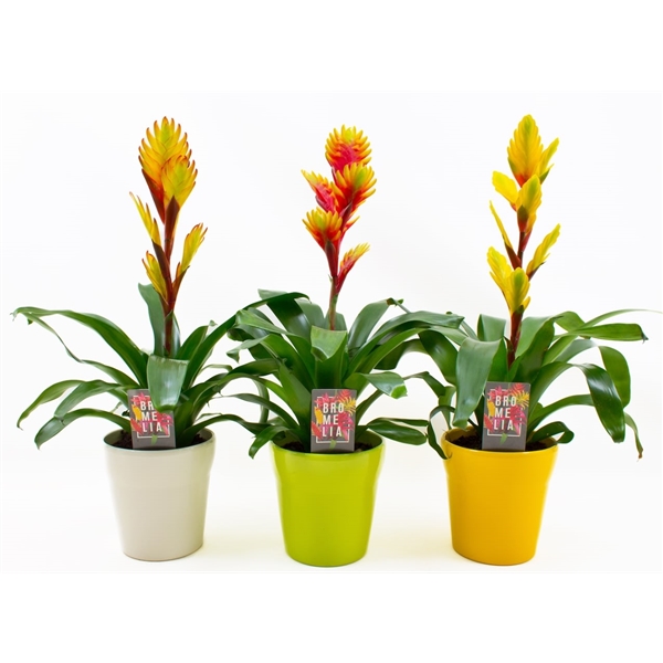 Vriesea Mix "Pasen" in 3 kleuren keramiek (V106212P13164) - FloraXchange
