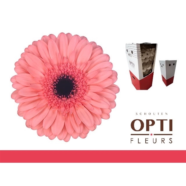 GE GR SCALA-AQ-Box (e4e51af075c61) - FloraXchange