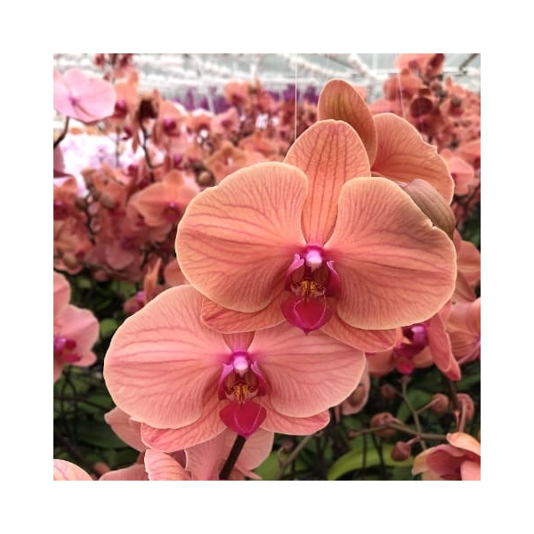 PHAL MAXIMA ORANGE CHAMPION PER TAK 7-9 (GM-21392) - FloraXchange