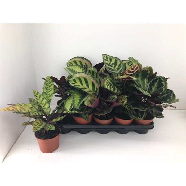 Calathea mix P12 (Calat-12-Mix) - FloraXchange