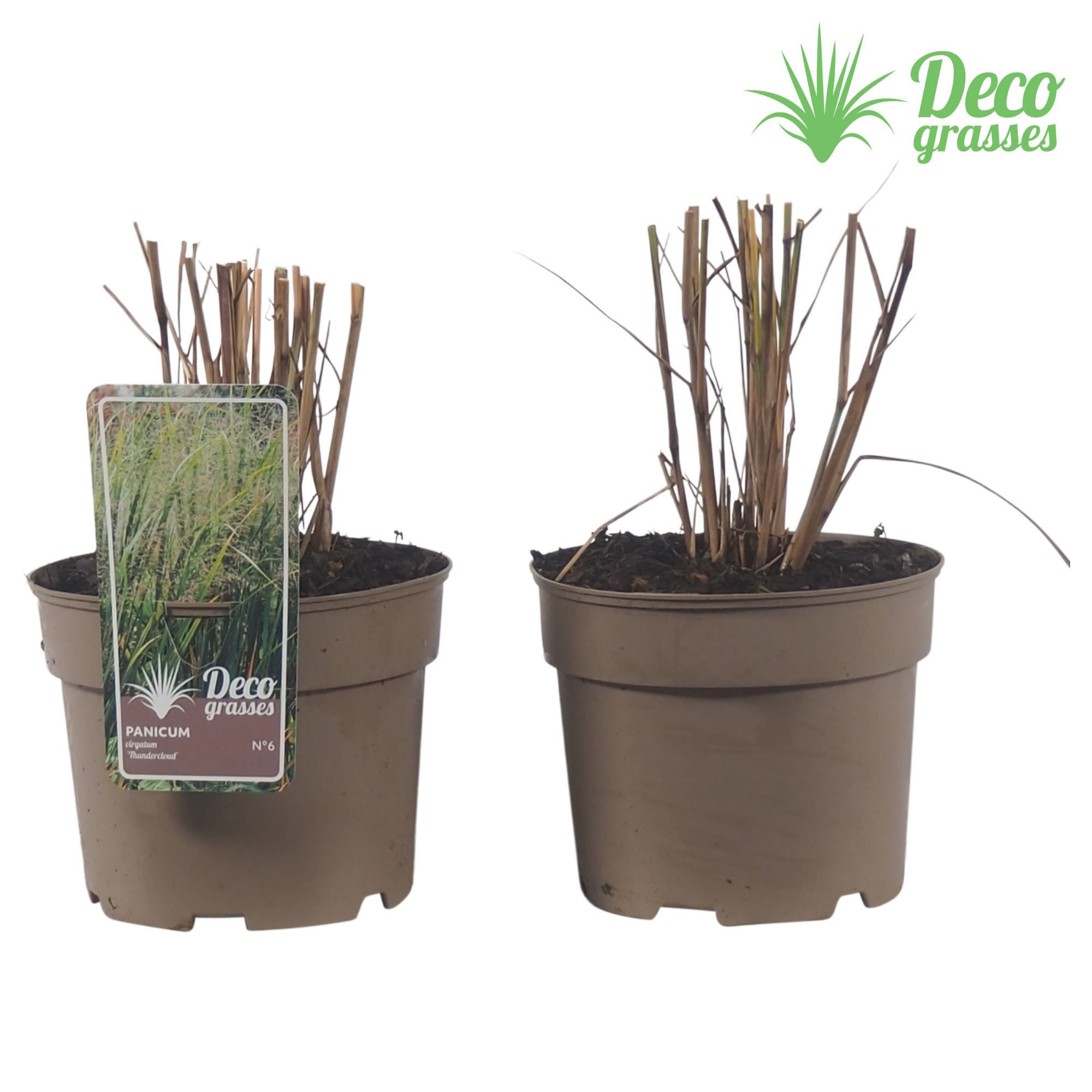 Panicum virgatum 'Thundercloud' (pavith) - FloraXchange