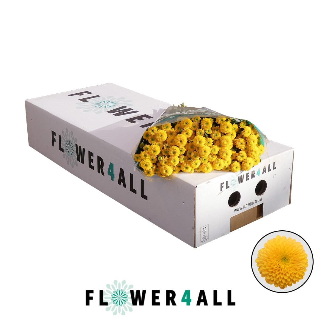 CHR Santini aurinko (*SAN.AURINKO) - FloraXchange