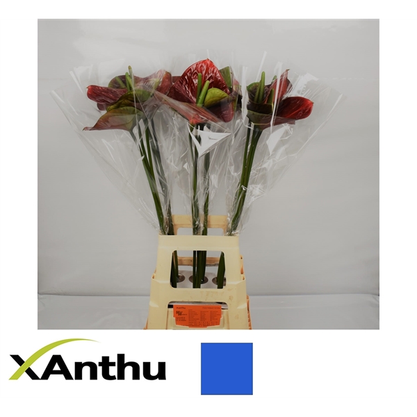 ANTH A Red Amor Ant. water lang 20 (103530300) - FloraXchange