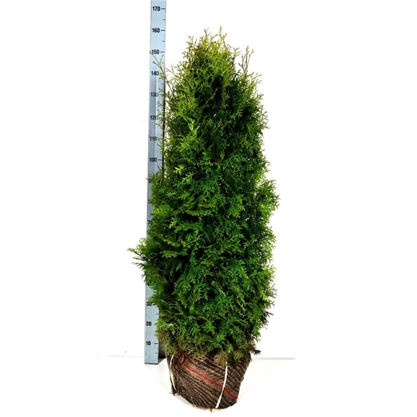 Thuja occ. 'Pyramidalis Compacta' (2000000089294) - FloraXchange