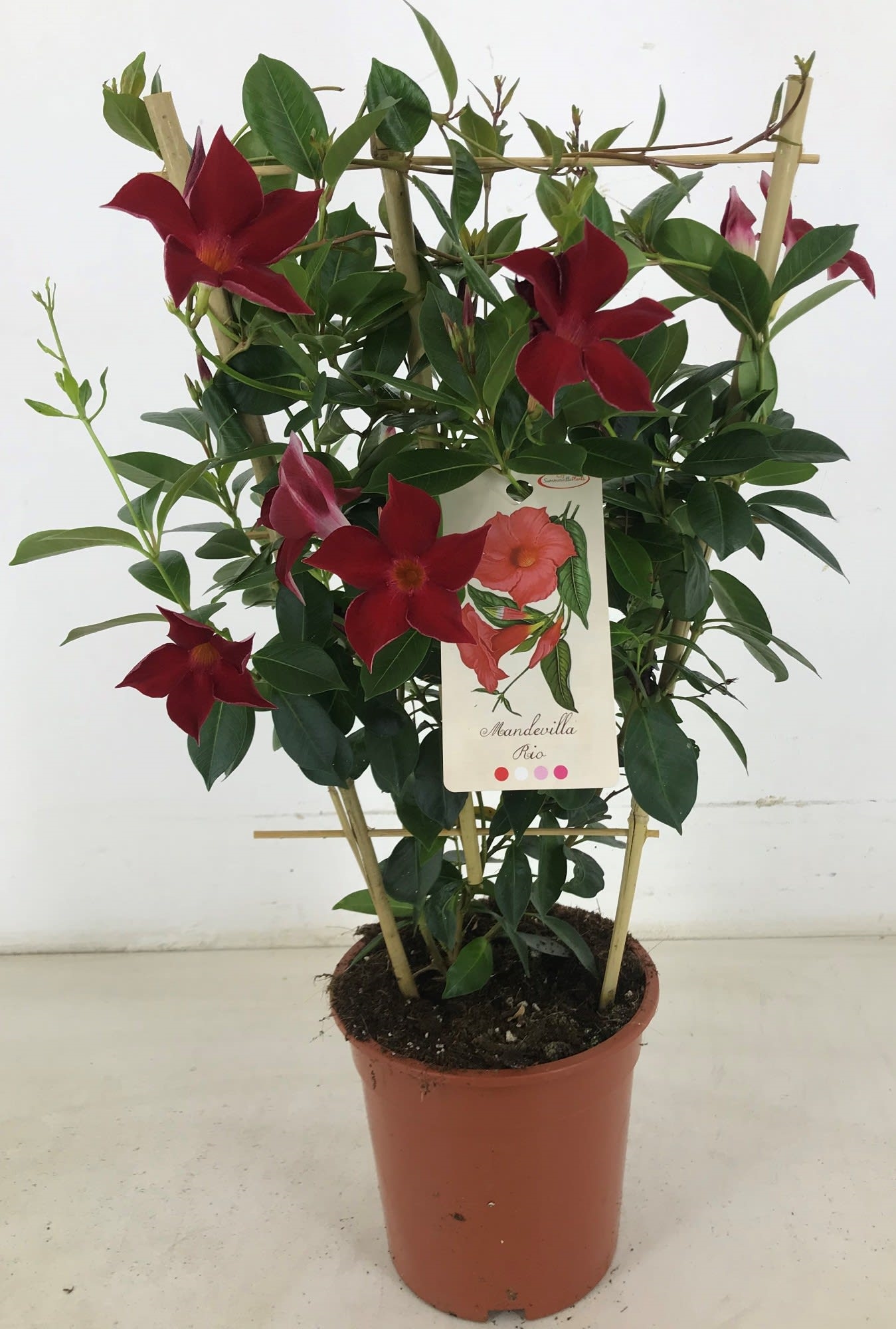 p19 Mandevilla Rio Grande Scarlet rek (40) - FloraXchange
