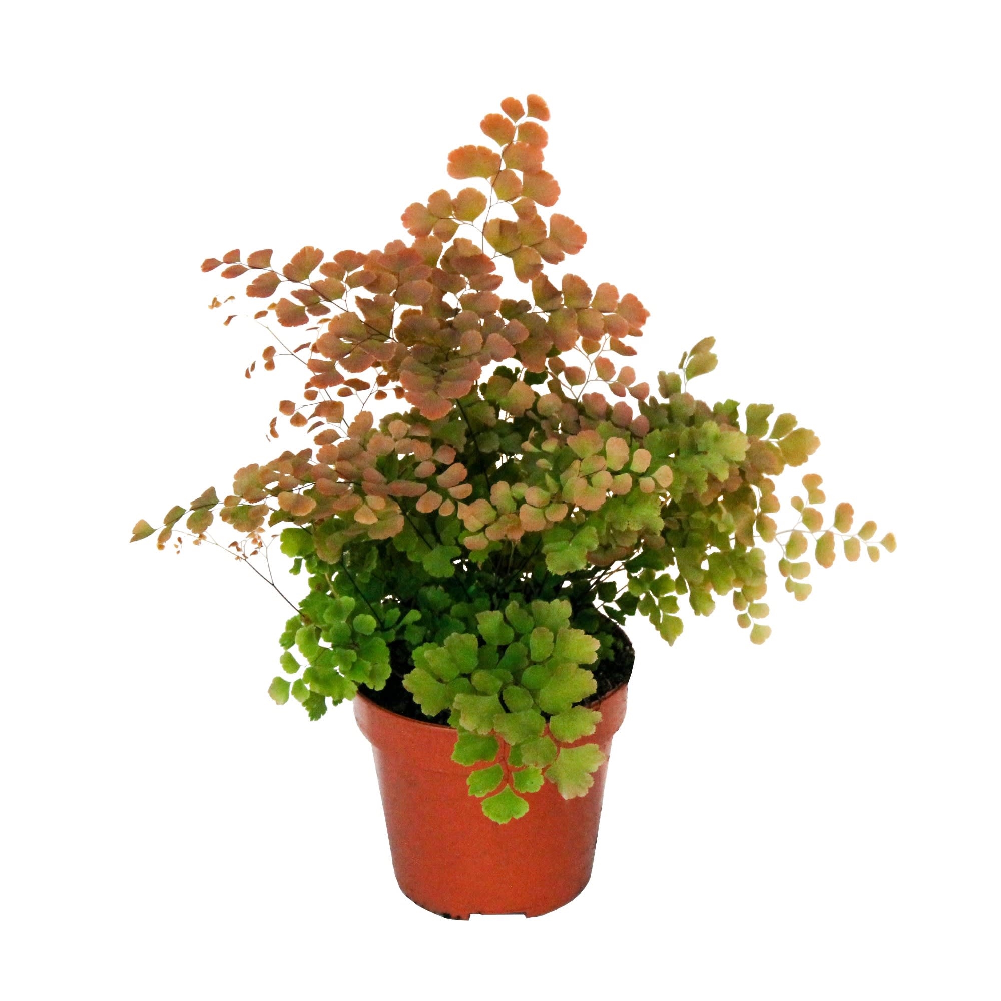 Adiantum Tenerum 'Scutum Roseum' (Pink Maidenhair) (ASR12) - FloraXchange