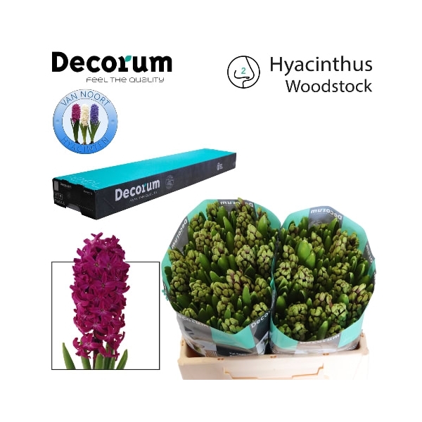 HYAC WOODSTOCK 10x25. (GM-20620) - FloraXchange