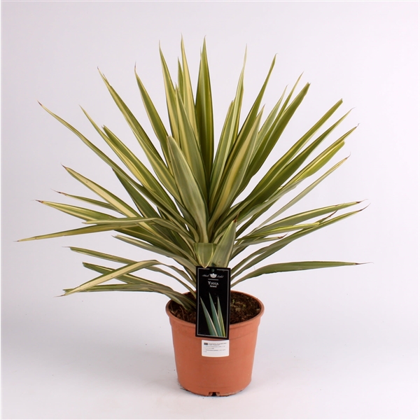 Yucca elephantipes Jewel (YUC23EJE) - FloraXchange