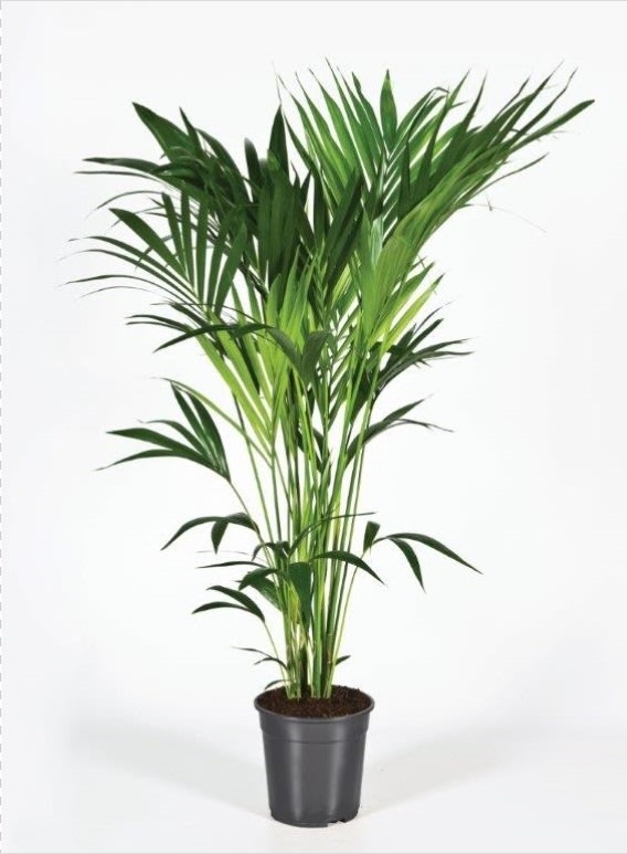 Howea forsteriana 140cm (246140) - FloraXchange