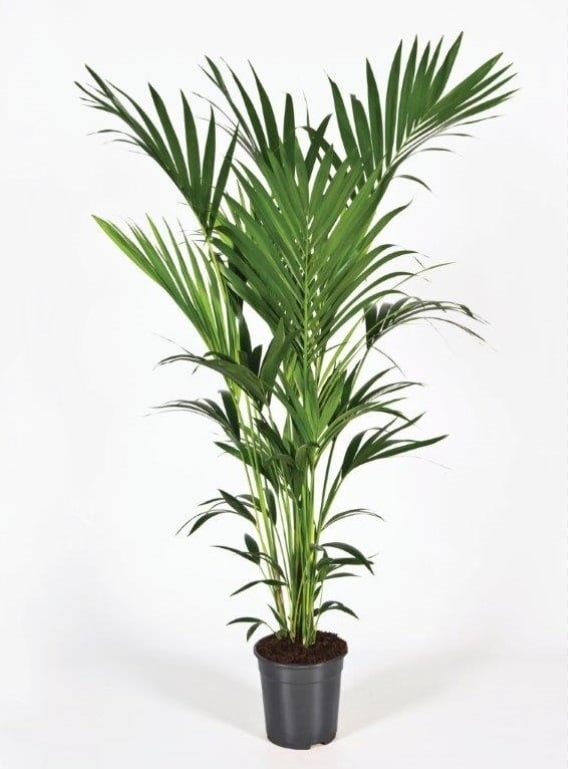 Howea forsteriana 160cm (246160) - FloraXchange