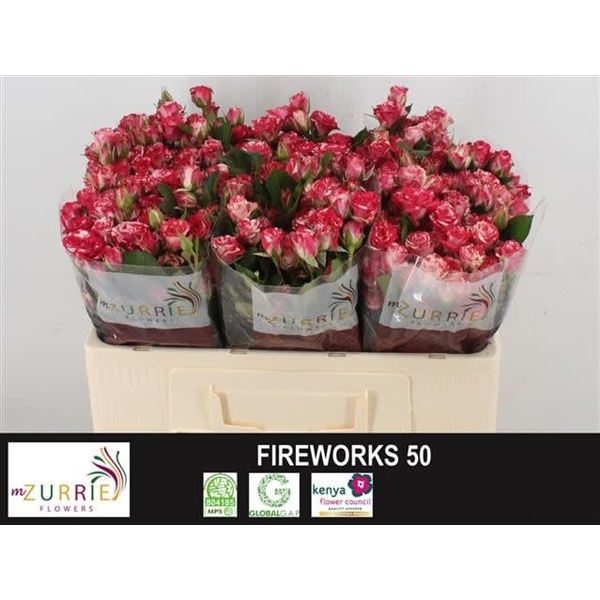 r tr fireworks 50cm (fr50) - FloraXchange