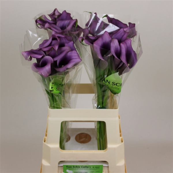 Paco 60cm (Paco60) - FloraXchange