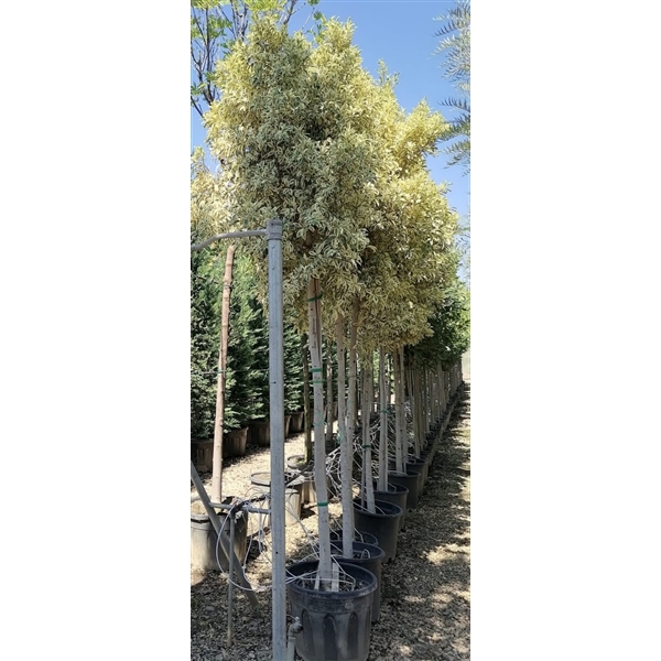 Ficus microcarpa 'Hawaii' (512-A) - FloraXchange