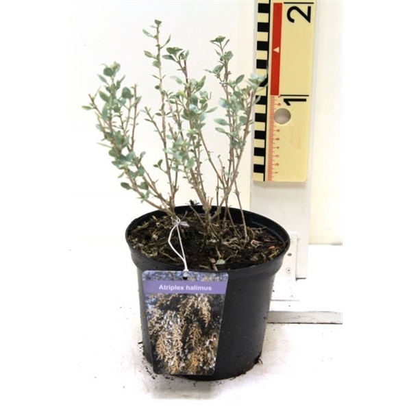 Atriplex halimus (10318937) - FloraXchange