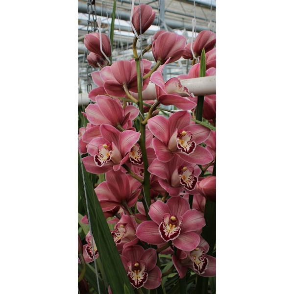 CYMB T CANDY (61911-80302) - FloraXchange