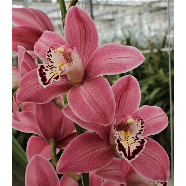 CYMB T CANDY (61911-80302) - FloraXchange