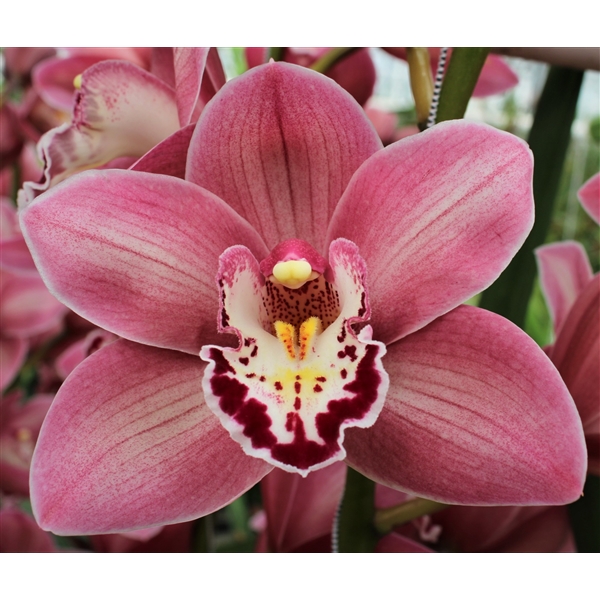 CYMB T CANDY (61911-80302) - FloraXchange