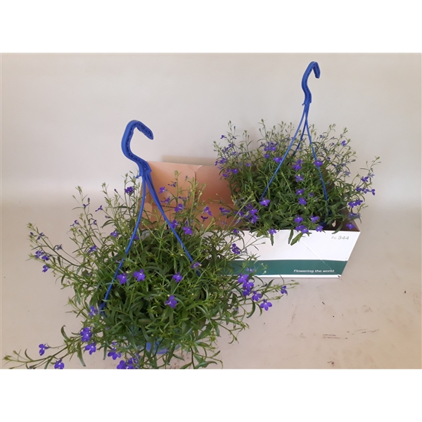 Lobelia (LobeliaHP 25) - FloraXchange