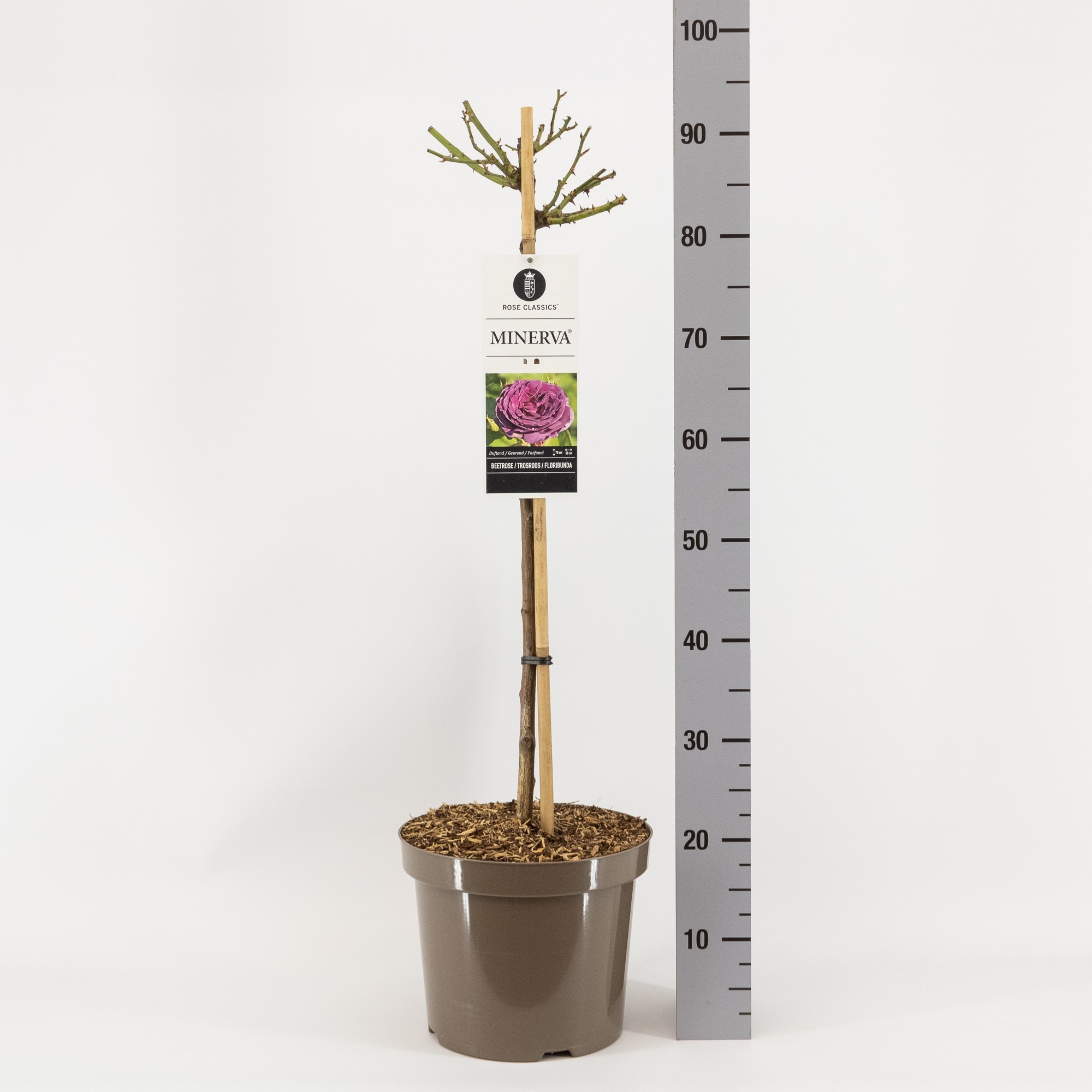 Rosa (F) Minerva ®, stam 70, C7.5 (730553560070) - FloraXchange