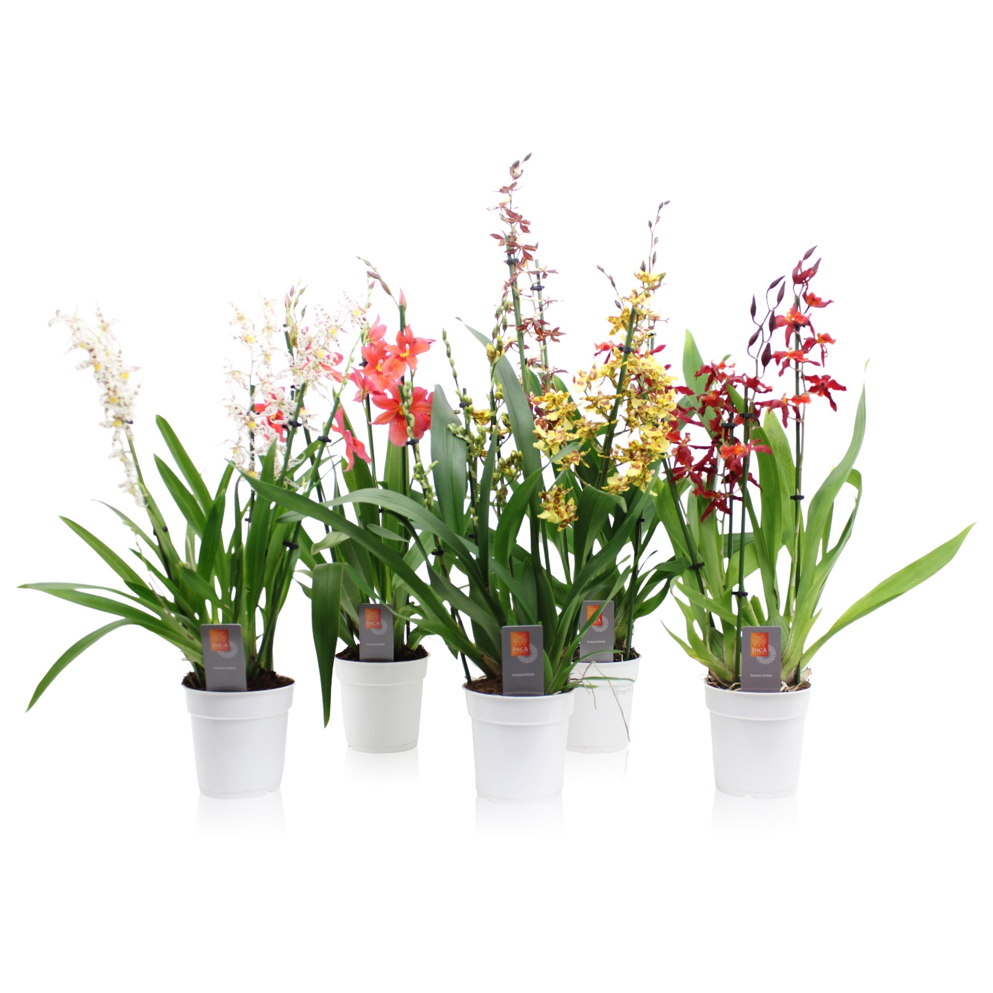 Inca Cambria Mix 4 + spike (CMX4T12SC) - FloraXchange