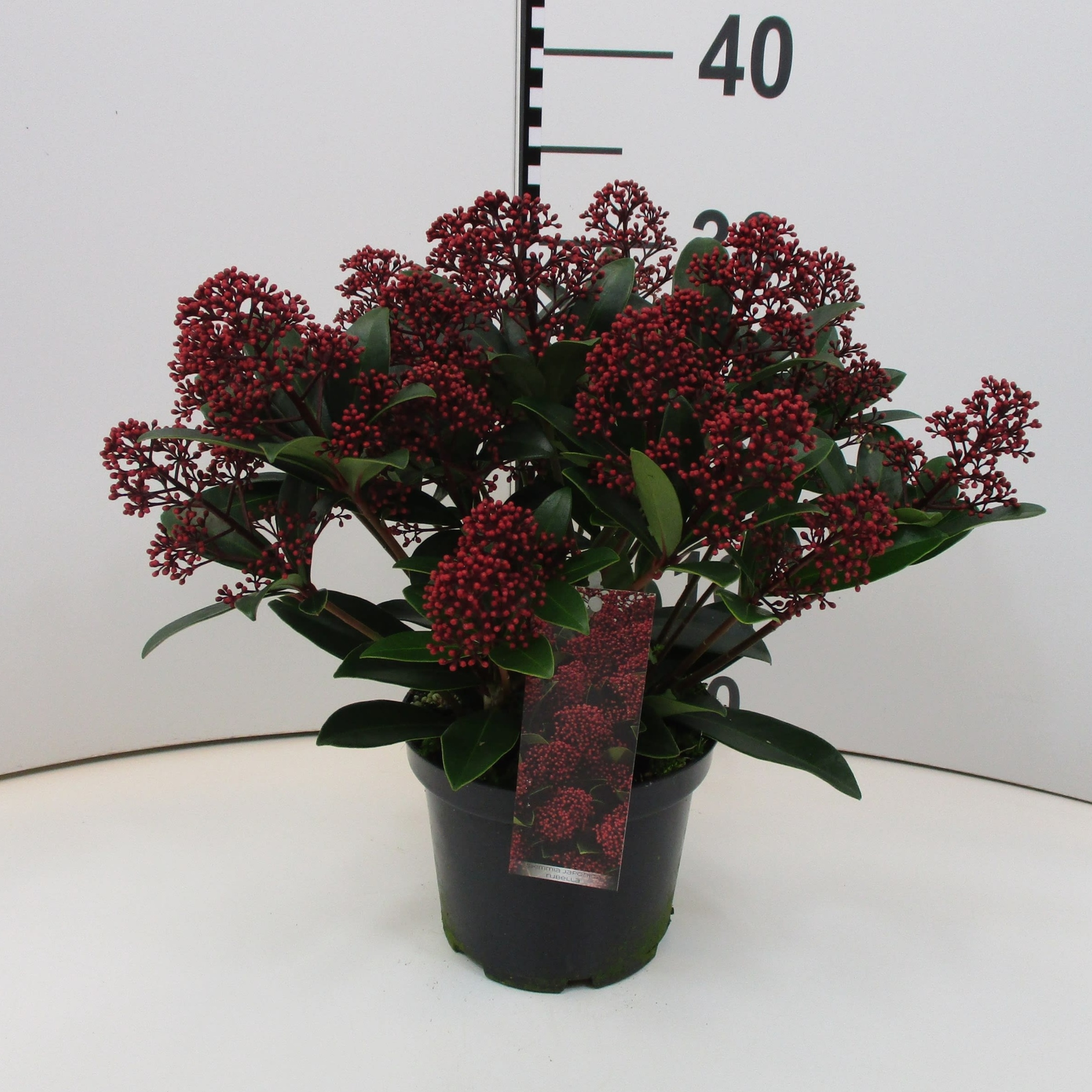 Skimmia jap 'Rubella' 15cm 15+ bloem (skRu 15+P15) - FloraXchange