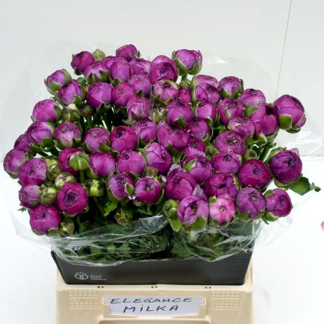 Ranunculus Elegance Milka (269024) - FloraXchange