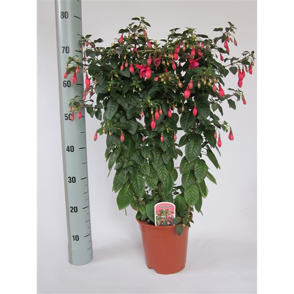 Fuchsia Display op rek (F19Display) - FloraXchange