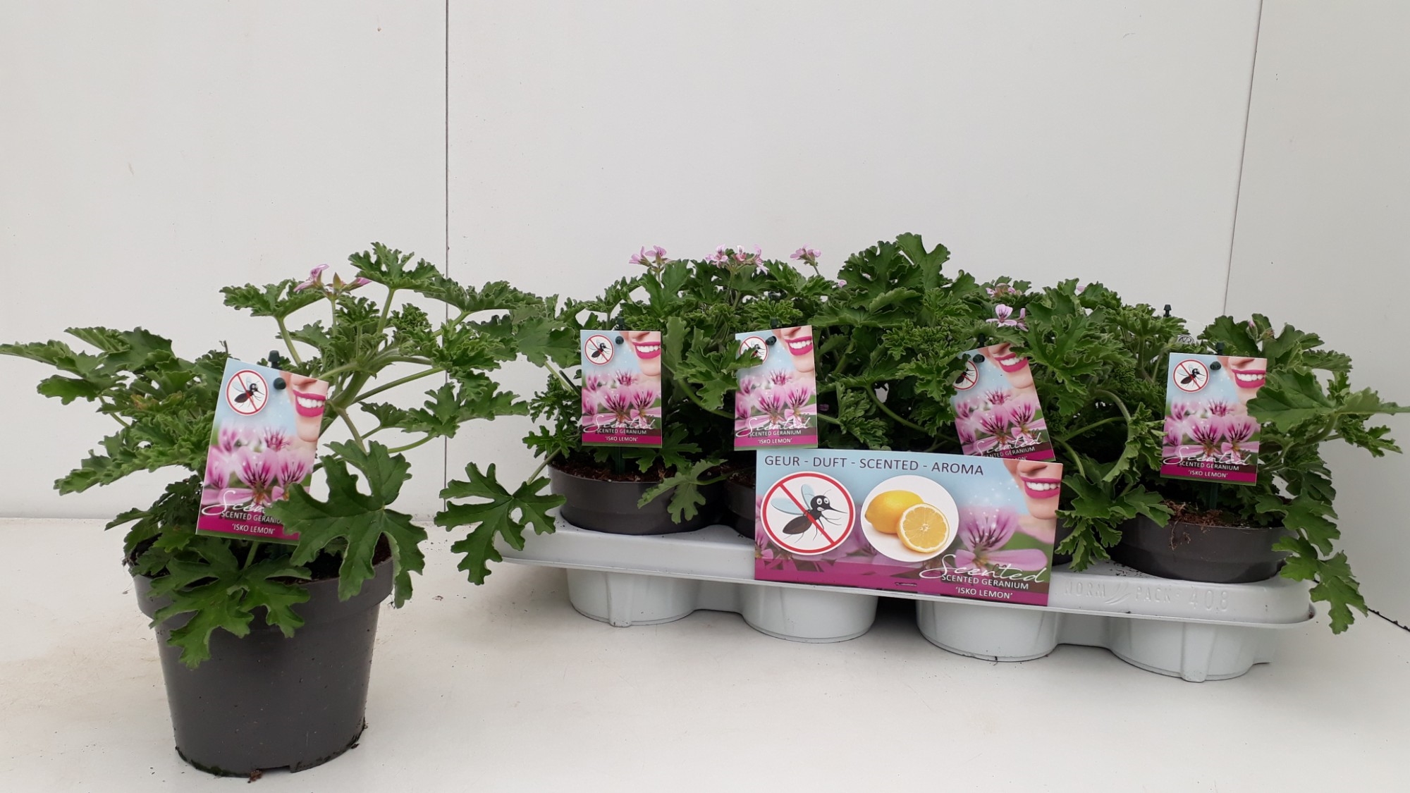 Pelargonium geurend Isko Lemon - Graveolens (Dr. Westerlund) (9191 ...