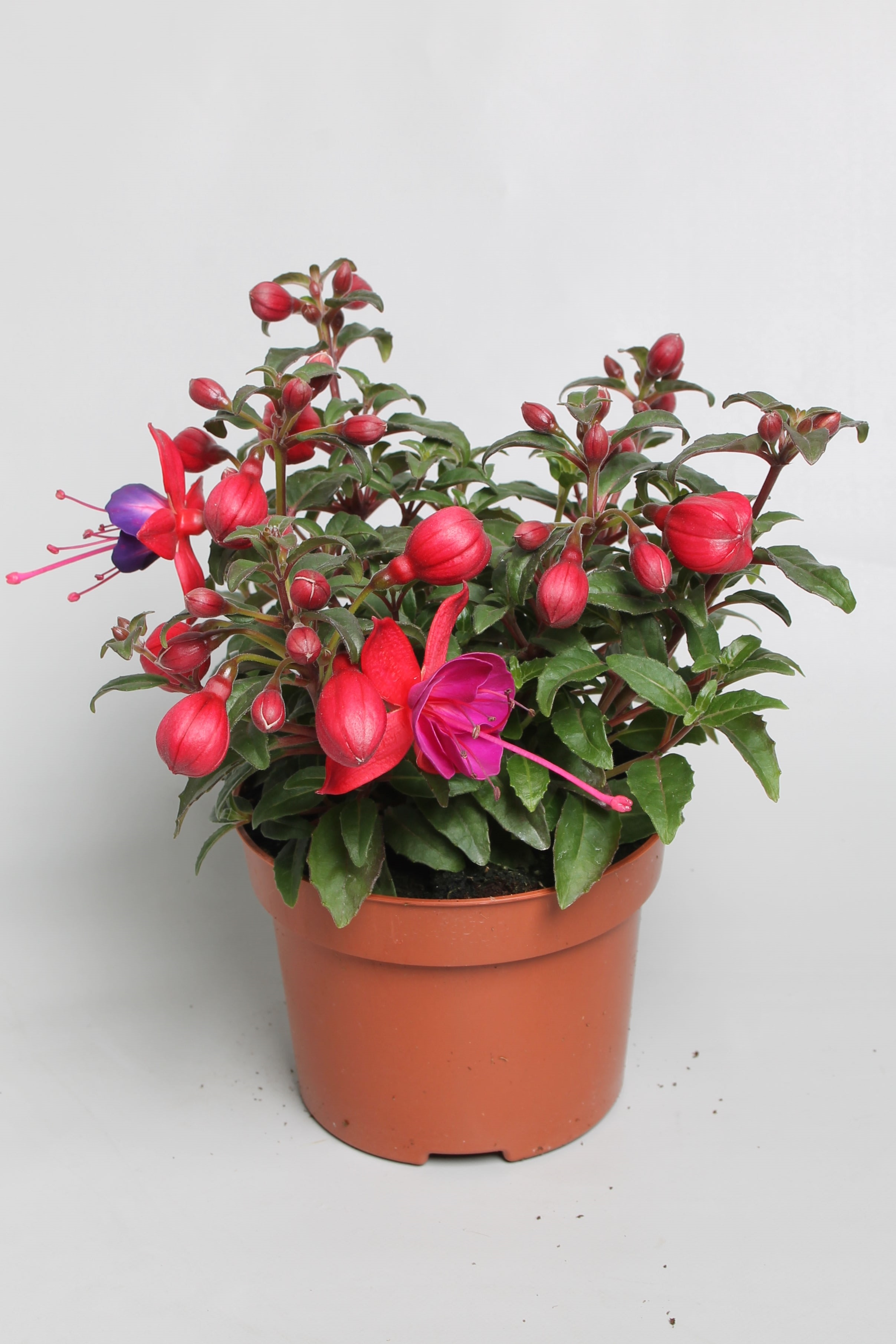 Fuchsia Bella Sacha p10,5 (FUCSAC10) - FloraXchange