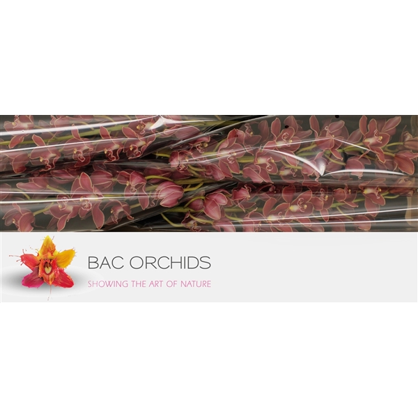 CYMB T GRAND CANYON (2575218) - FloraXchange