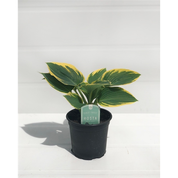 Hosta First Frost 13 cm (10) - FloraXchange