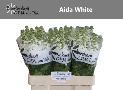MATTH AIDA WHITE Wit. (GM-23262) - FloraXchange