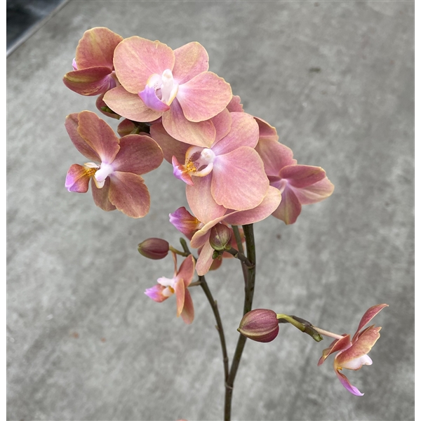 Phal Mini Peach x 40 (MP40) - FloraXchange