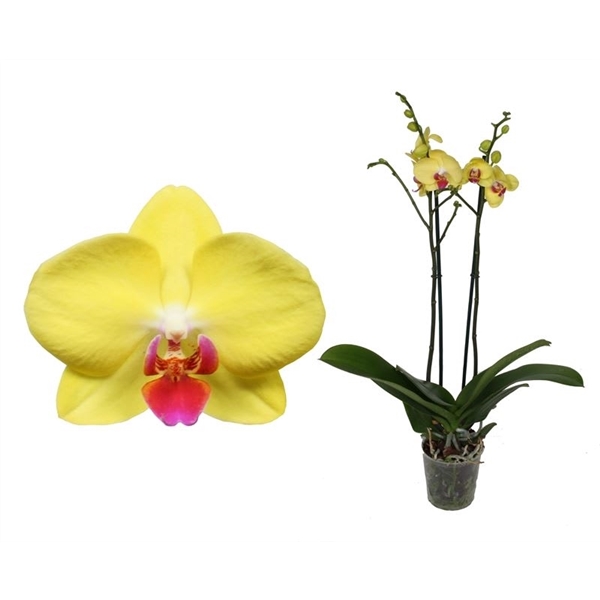 Phal Miraflor 2T16+ (PHMM02L02A) - FloraXchange